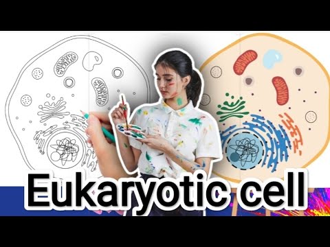 Eukaryotic cell diagram easy | How to draw Eukaryotic cell diagram step ...