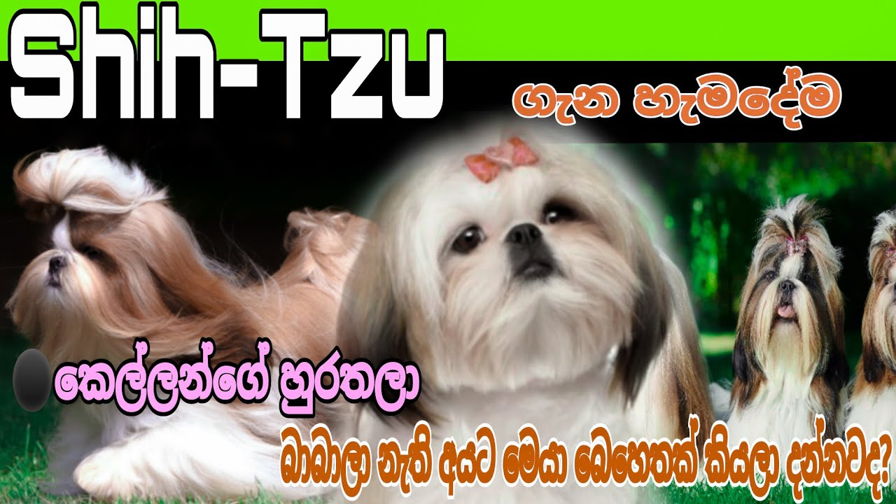 Shih Tzu Dog Sinhala | Everything about Shih Tzu dog sinhala review ...