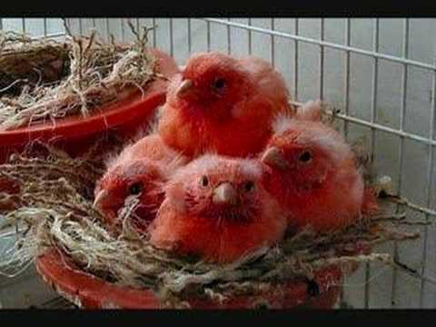 Canarini mosaici - YouTube