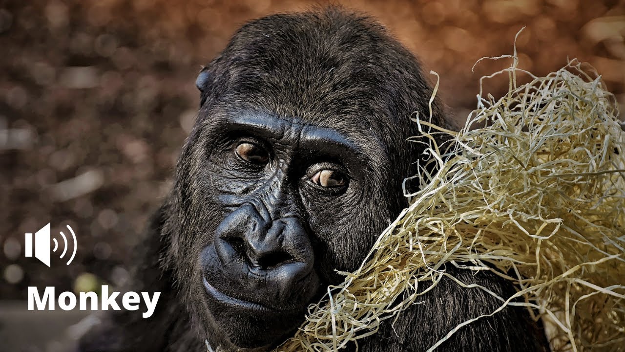 IL VERSO DELLA SCIMMIA | MONKEY SOUND - YouTube