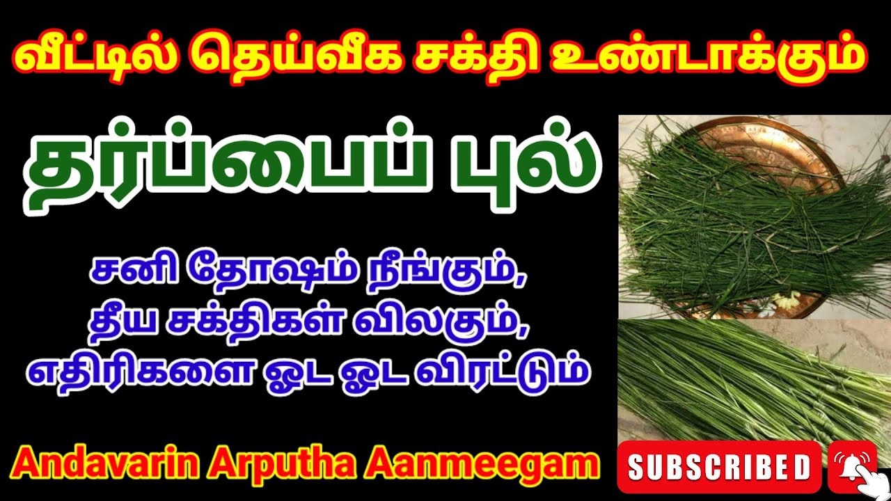 Dharbai Pull Benefits Significanceof Tharpaipul Sanidosham Neenga dharbai-pull-benefits-significanceof-tharpaipul-sanidosham-neenga