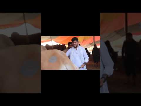 #atta #duet #support #afghan #unfrezzmyaccount #attawelfarefoundation #fyp #fypシ゚viral #afghanlove