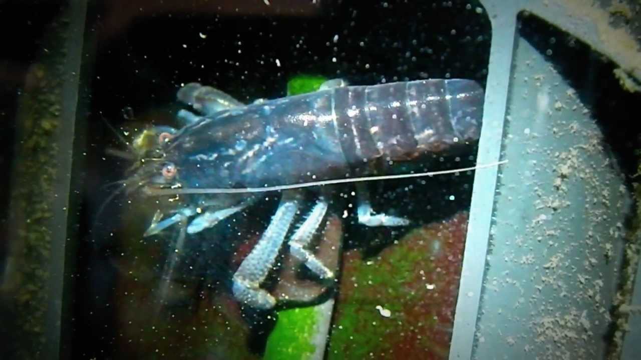 Vampire Shrimp filter feeding. (Atya gabonensis) - YouTube