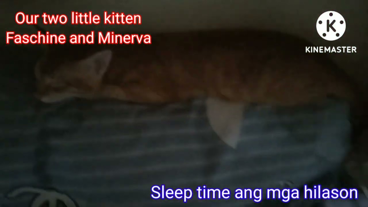 MEET MINERVA and FASCHINE || #shortvideo - YouTube