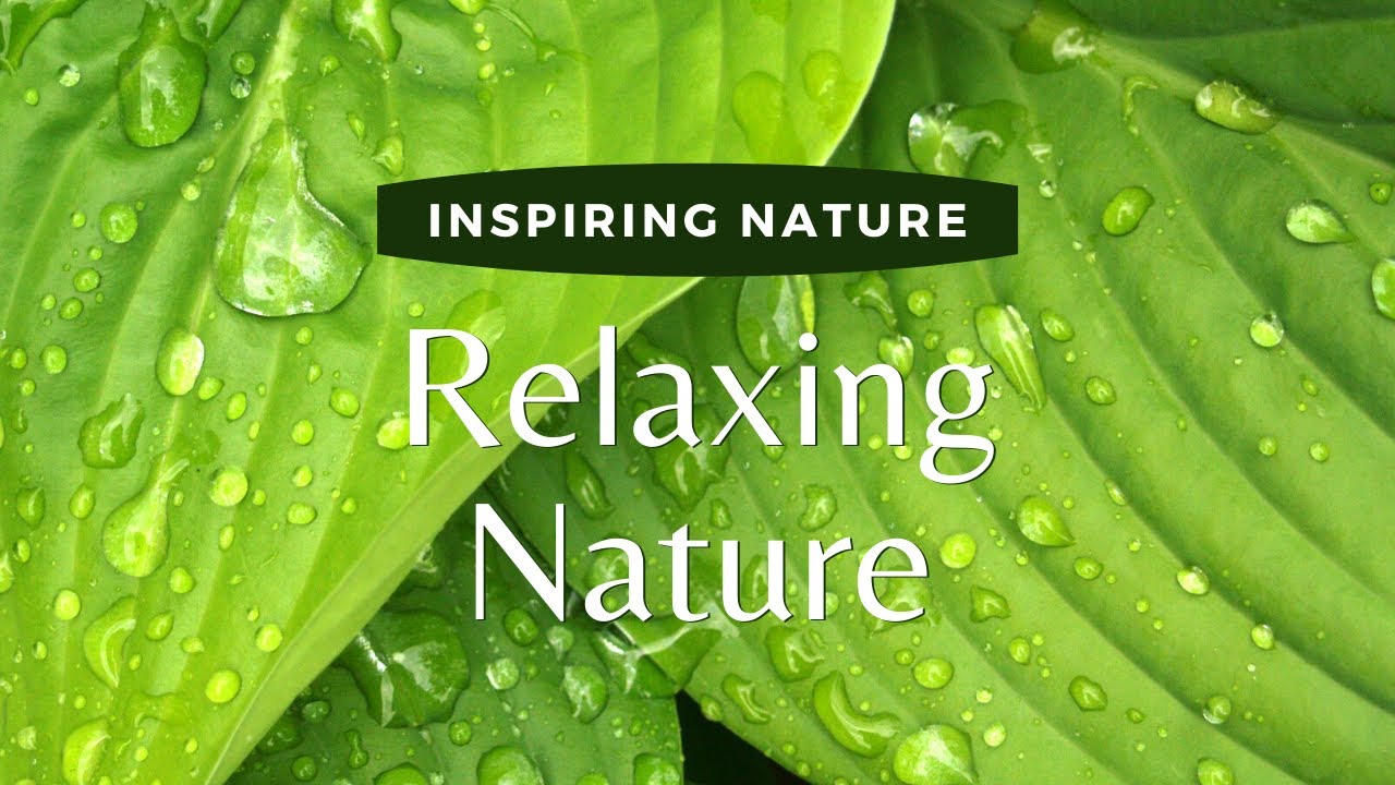 Relaxing Nature | INSPIRING NATURE | Feel Calm & Relax Your Mind With ...