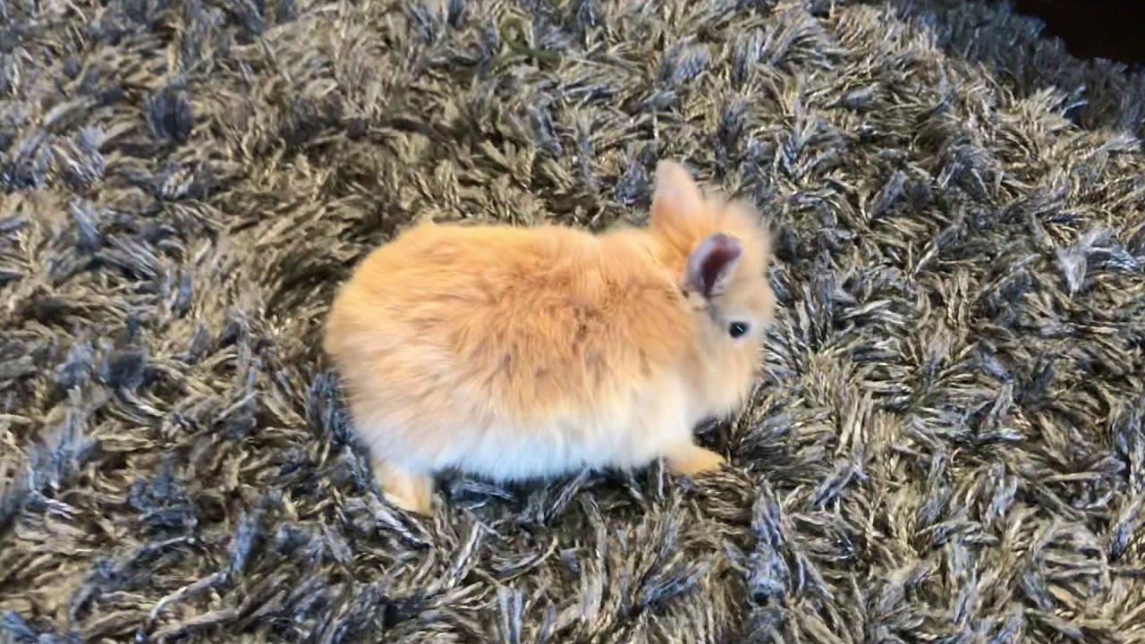 Dwarf Bunny/Lionhead breed - YouTube