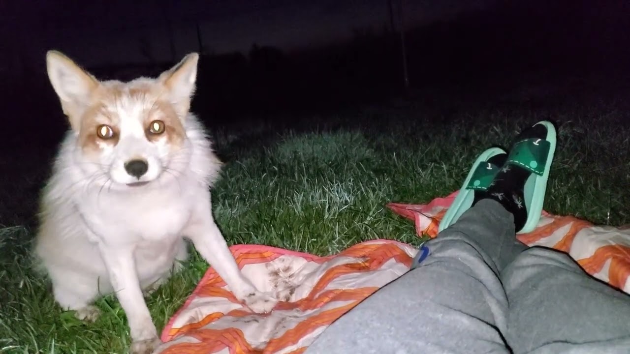 Spending the night with Jagger Fox 🦊 - YouTube