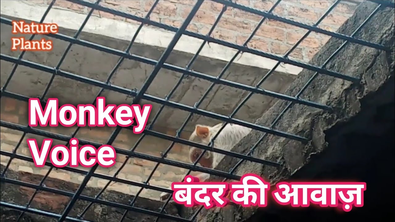 Monkey Sound l Monkey Loudly Voice l Catch Chapati l Think man Animals ...