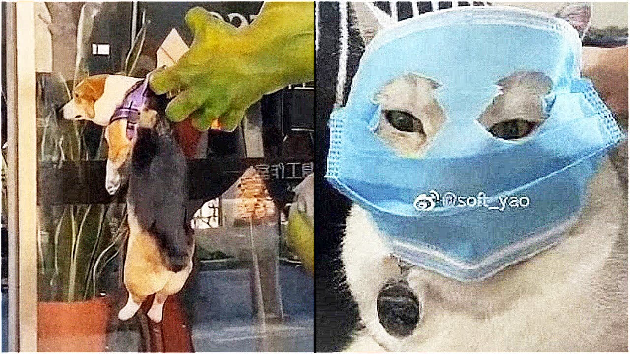 20 Animals that love COVID-19 Quarantine #2😹 Funny Animals 2020 - CATS ...