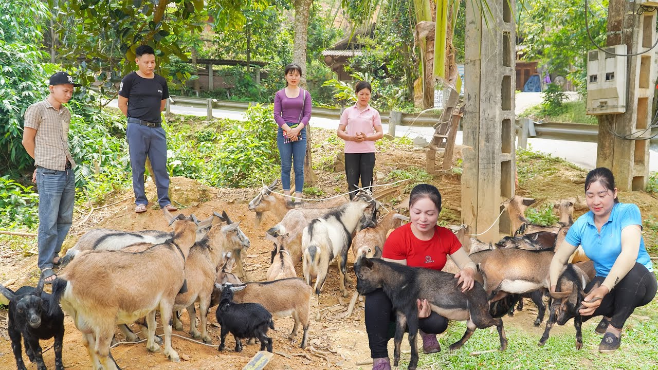 Use Truck To Harvesting 1000+ Goats Go To Countryside Market Sell ...