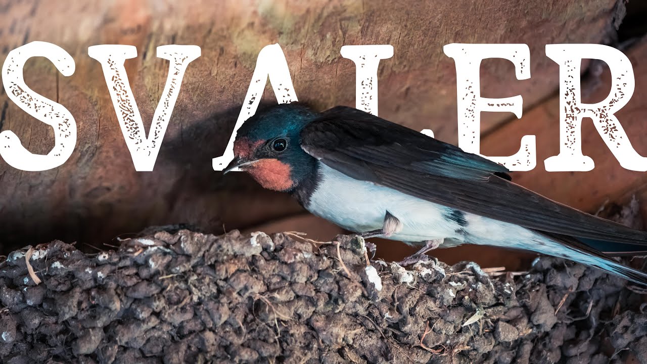 De danske svaler - YouTube