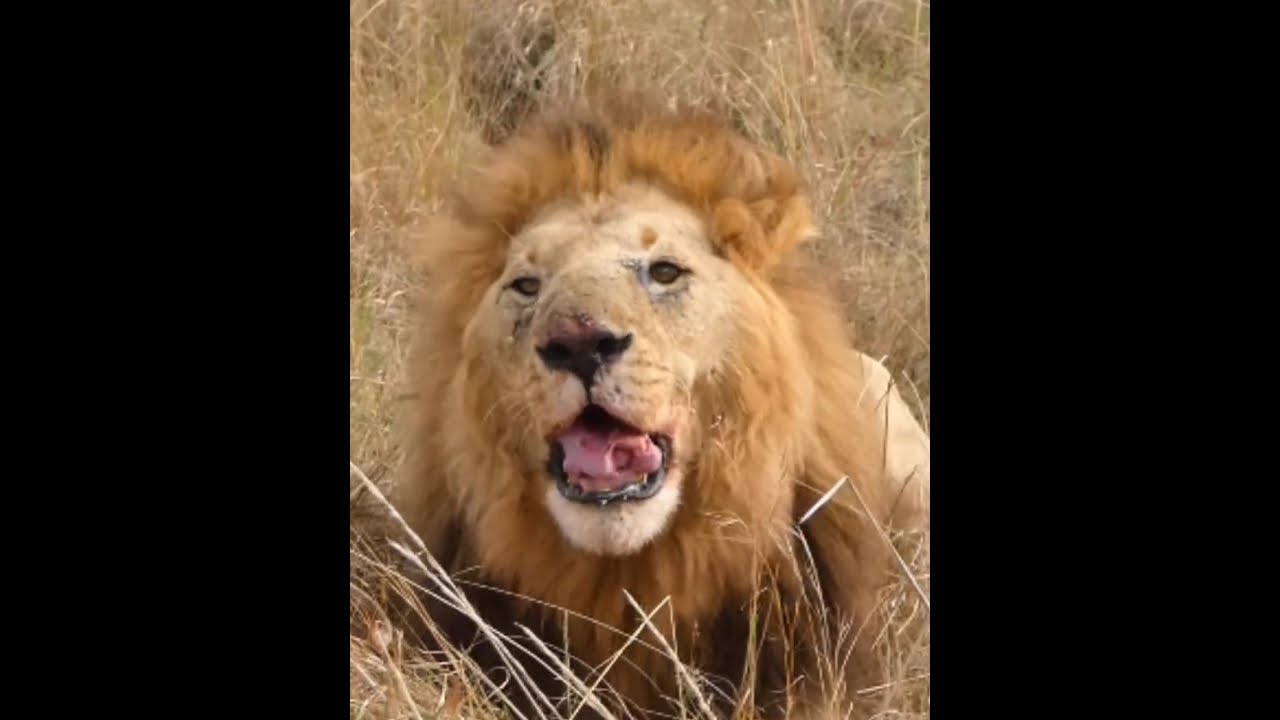 Bilashaka Male Lion Chewing meat | Close up | Masaimara | 15 August ...