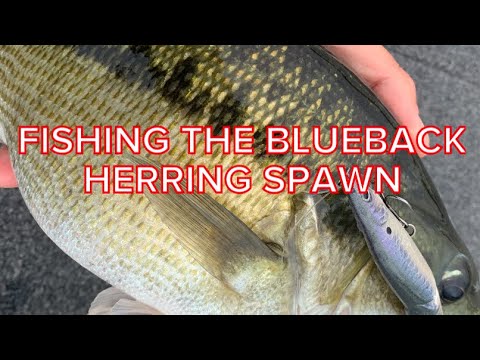 Blueback Herring Spawn Bass Fishing Tips - YouTube