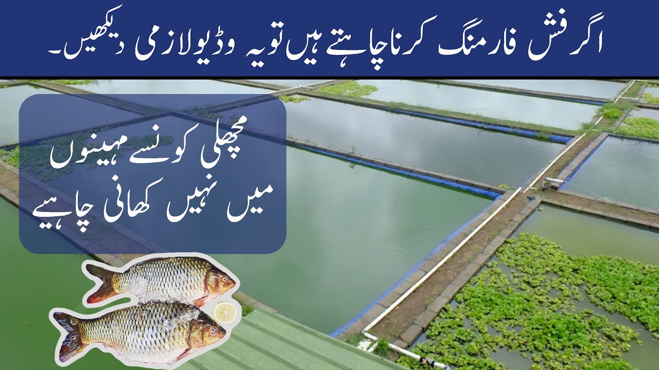 Fish Farming| |Fish farming in Pakistan| |Fishing in Pakistan| |Fishing ...