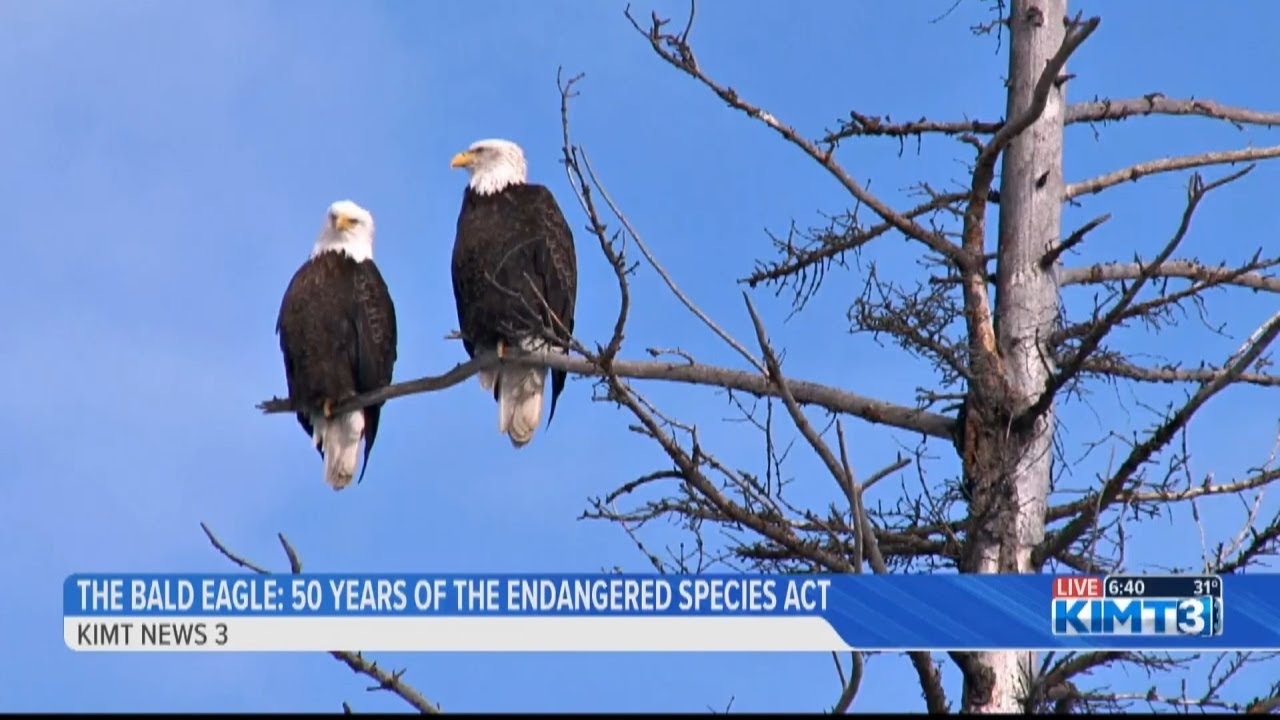 The Bald Eagle: 50 Years Of The Endangered Species Act - YouTube