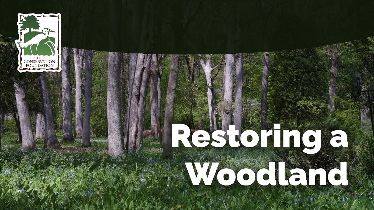Restoring a Woodland | Conservation@Home Stories - YouTube