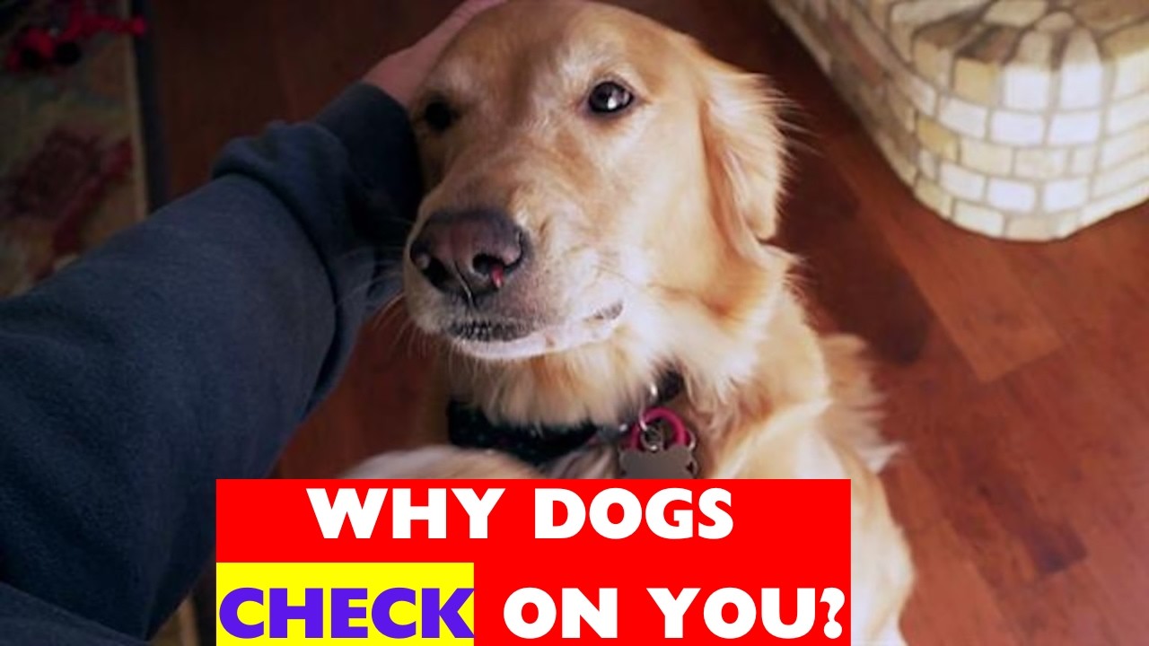 Why Do Dogs Check on Their Owners?🐶 - YouTube