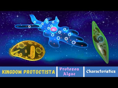 Kingdom Protoctista: Characteristics of Algae & Protozoa I ...