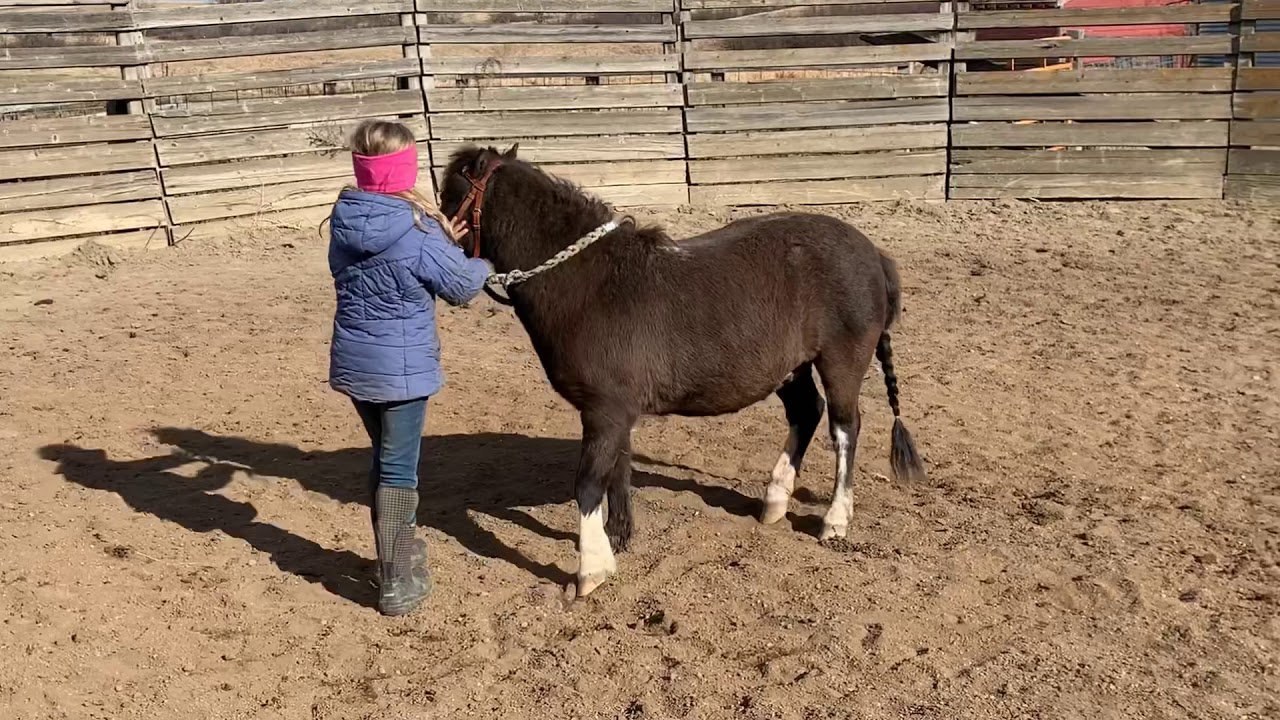 Teaching pony to bow - YouTube