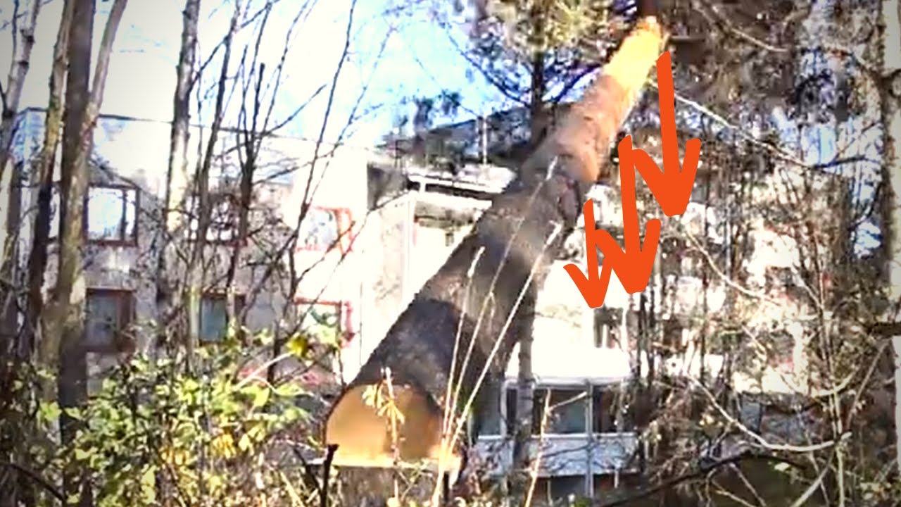 How To Pull A Pine Tree Down The Right Way - YouTube