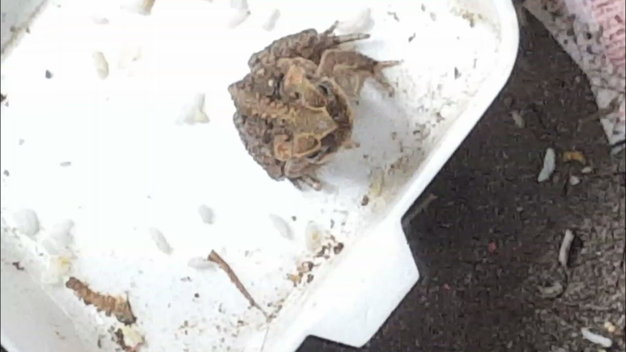 Philippine bullfrog actual eating flies - YouTube