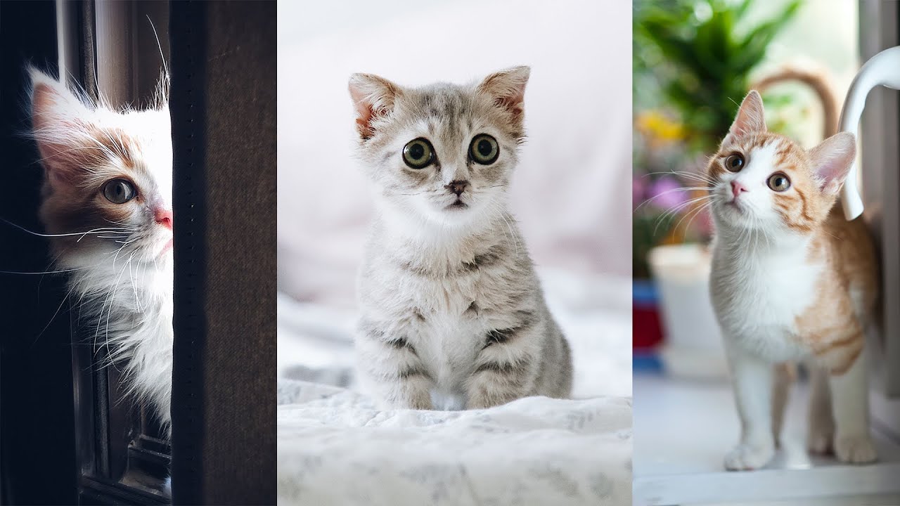 SECRET life of cat - YouTube