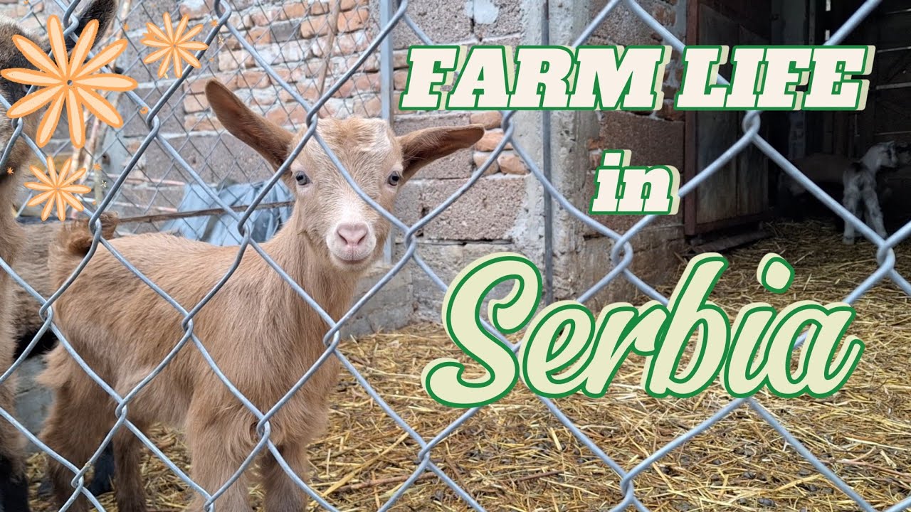 Farm Life in Serbia: Baby goats, green meadows and light rain *nature ...