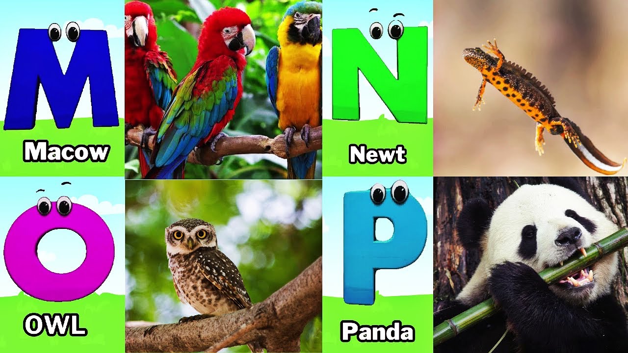 ABC Animals song | Alphabet Song for Kids | Fun Learning Video | Koko Study Class 2025 - YouTube