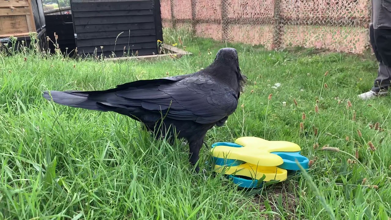 Loki the raven 1 - YouTube