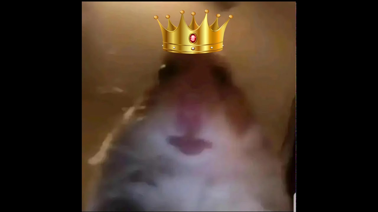 Hamster (Queen of bee) - YouTube