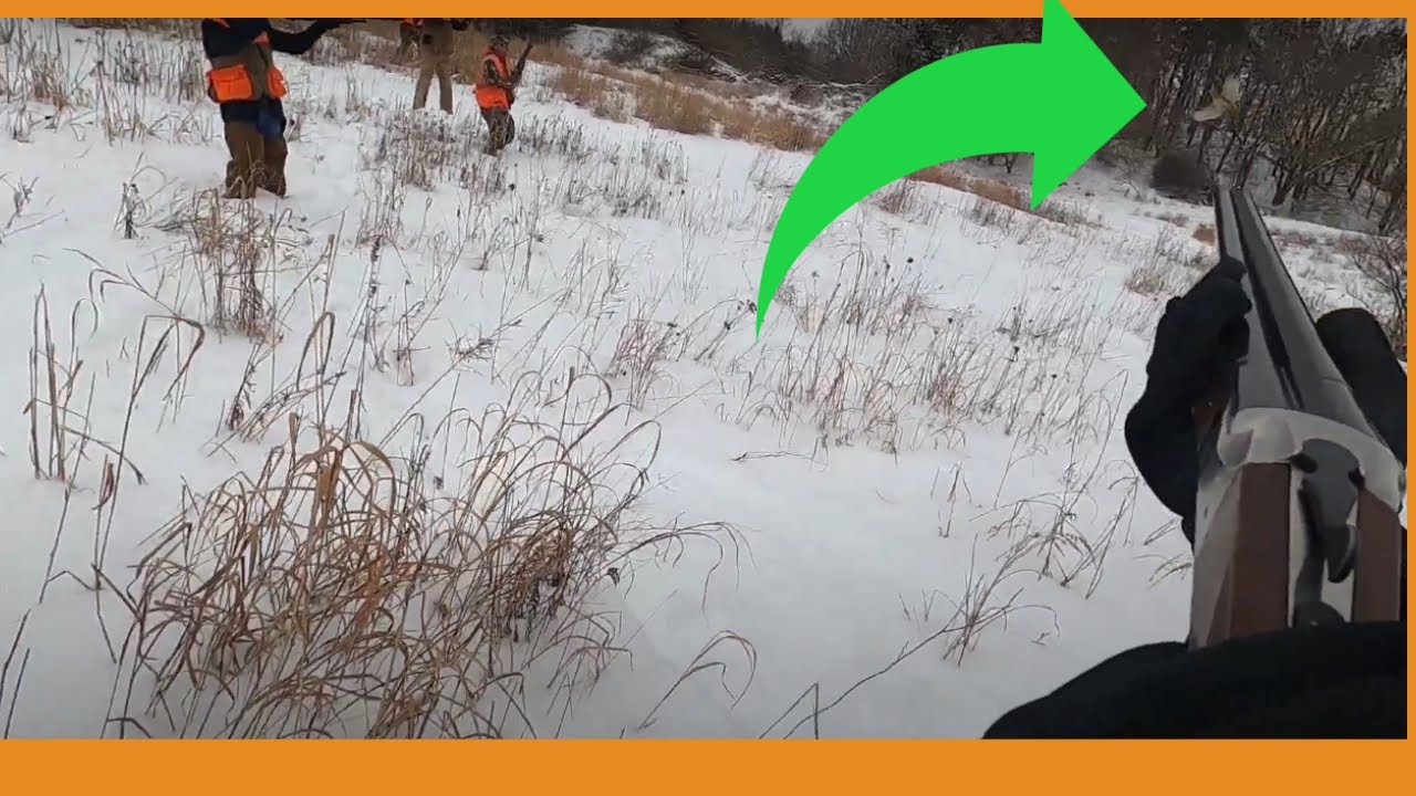 Hunting Rolling Hills Pheasant Preserve! - YouTube