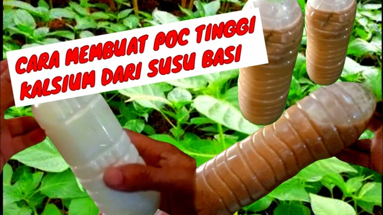 cara membuat poc dari susu basi - YouTube