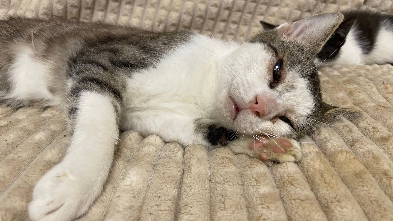 Momo cat in vet clinic spayed neutered - YouTube