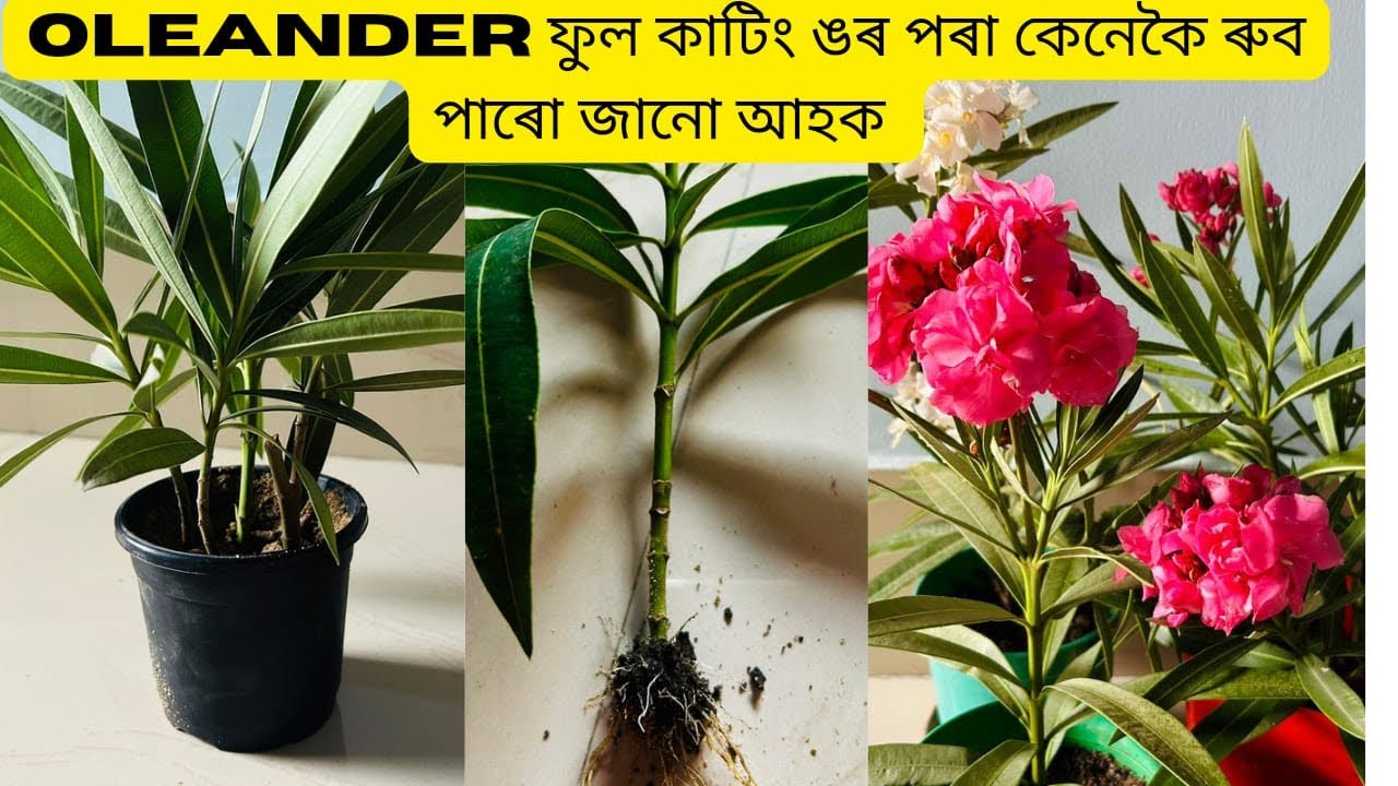 Oleander ফুল কাটিংঙৰ পৰা কেনেকৈ লগাব পাৰি || How to grow Oleander flower from cuttings || - YouTube