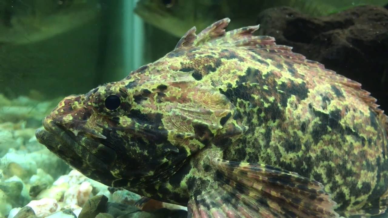 Bullrout (Notesthes robusta) Feeding - YouTube