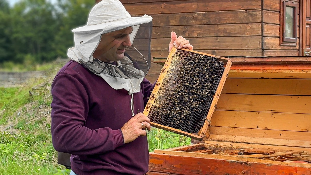 Harvesting Honey in a Ukrainian Village: Bees and Fresh Honeycomb - YouTube