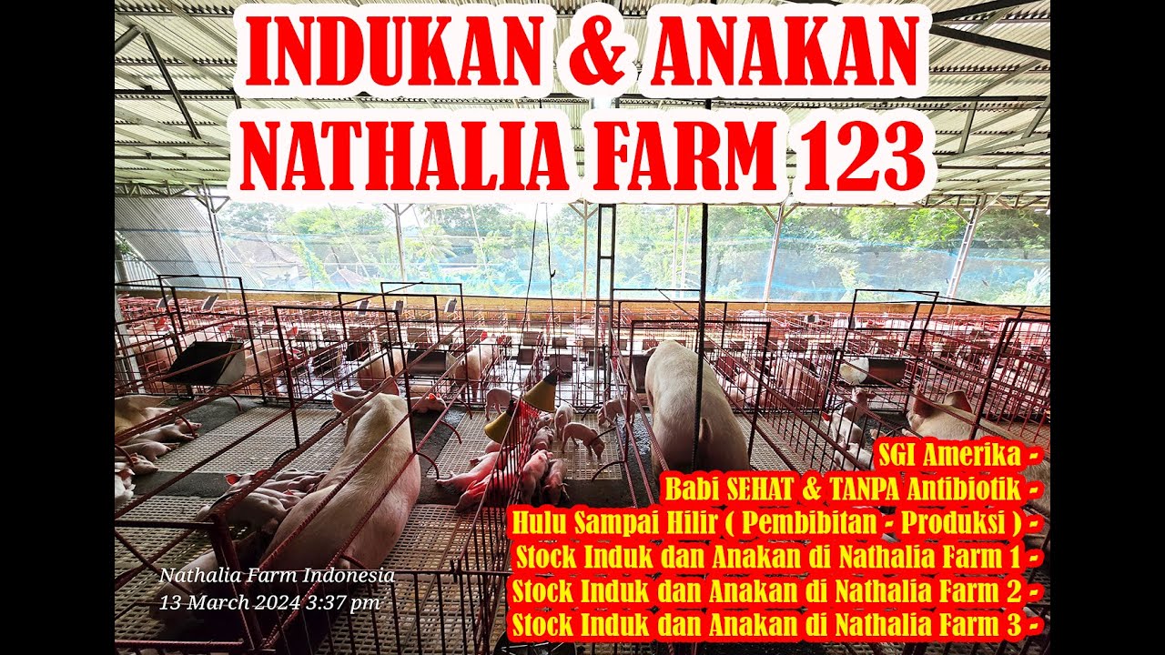 INDUKAN & ANAKAN NATHALIA FARM 123 - YouTube
