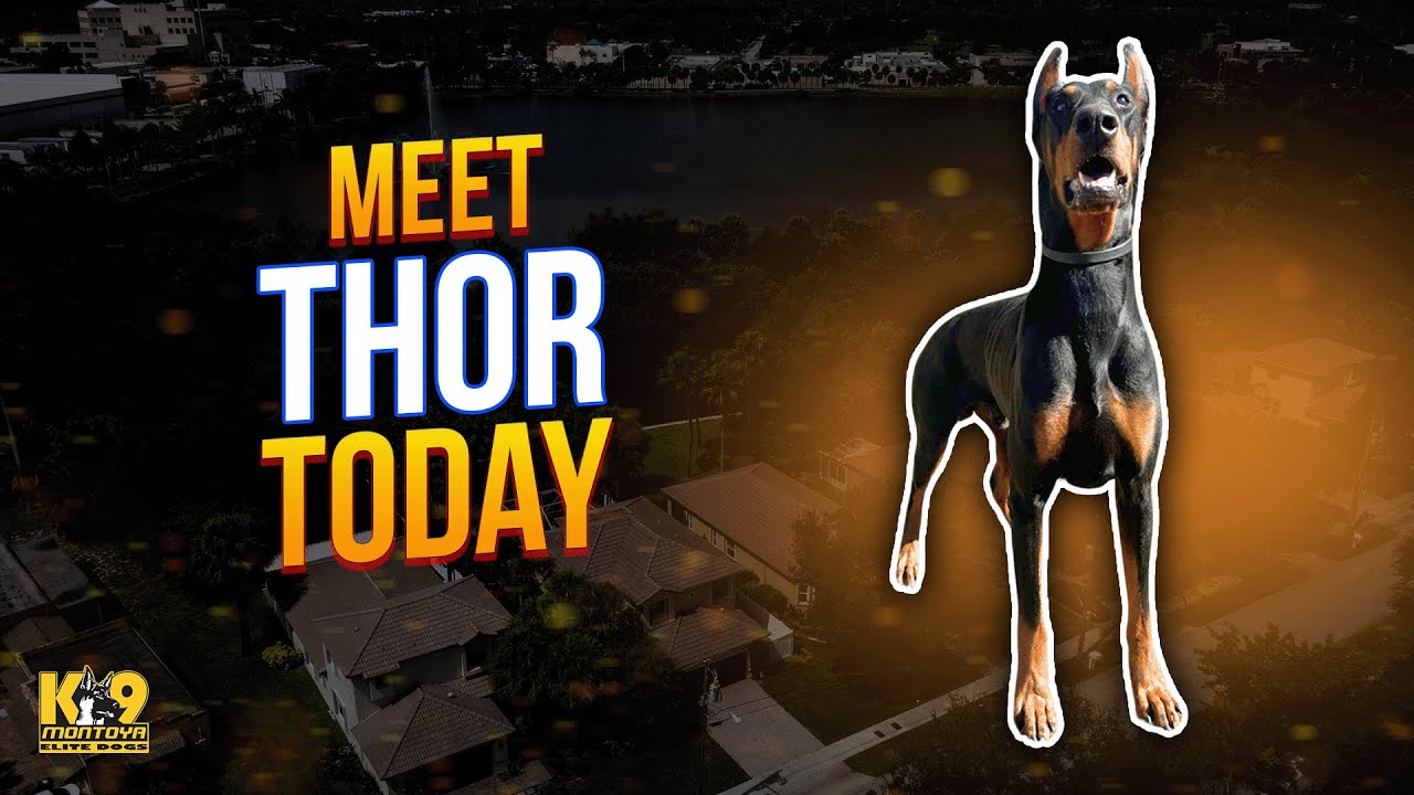 Say hello to Thor, K9 Montoya's trained canine! 🐾 - YouTube