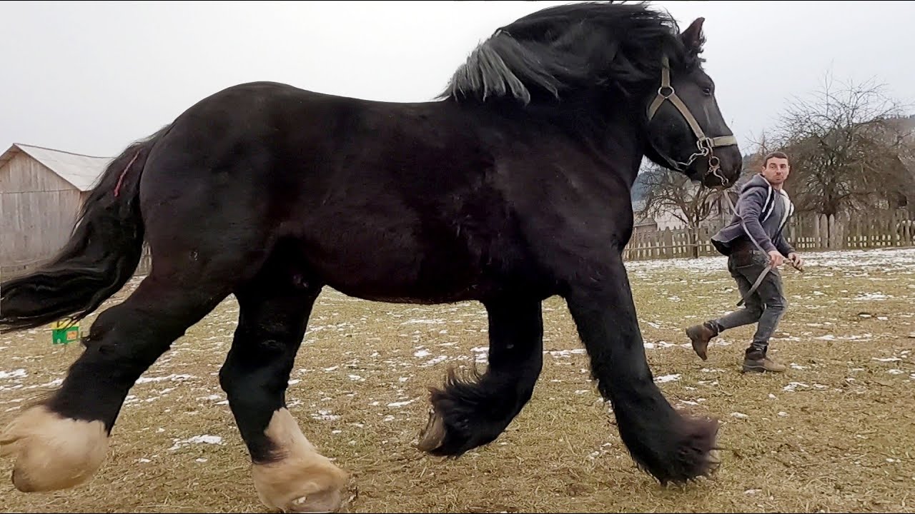 Cai Grei Armăsar pentru montă acasă la Gigi Chiforec de la Moldovița ...