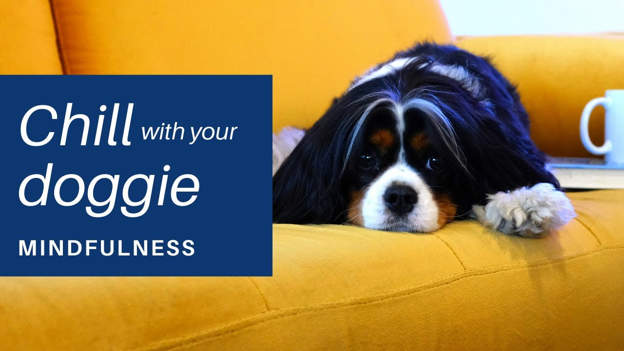 Mindfulness with your dog - mindfulness without music - YouTube