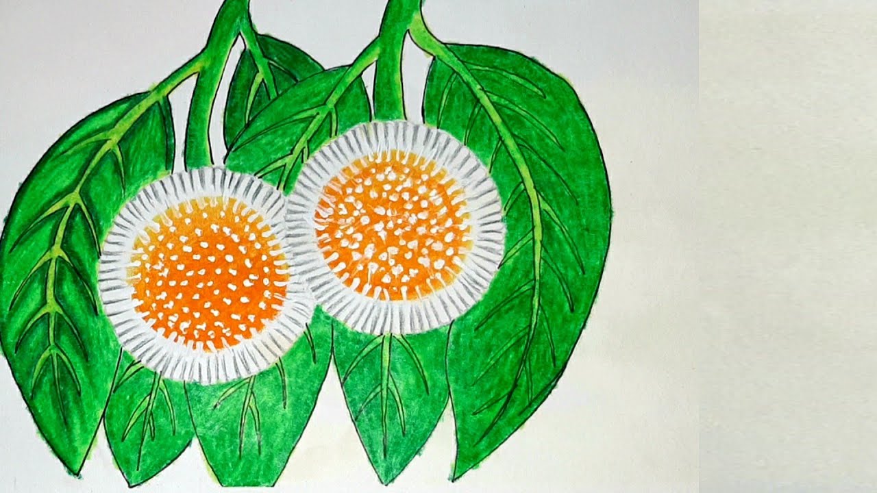 How to draw a Flower step by step | flower drawing | kodom ful drawing ...