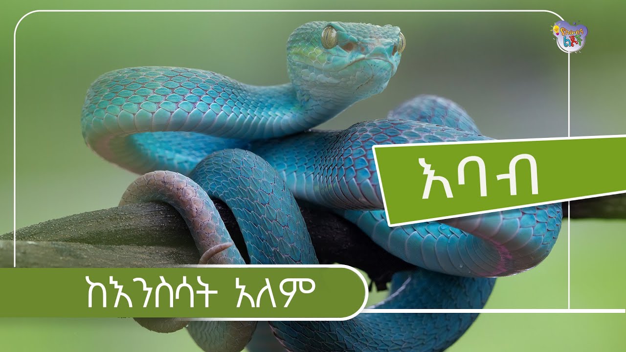 እባብ | ከእንሣት አለም - Animal Life || As-Sunnah Kids የአስሱና ልጆች - YouTube