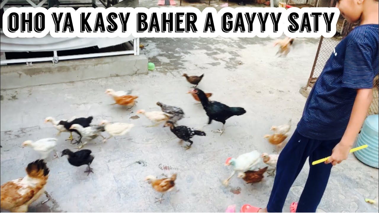 Aj to and ho gya || sary chicken baher a gayyy 🐥🐥🐥 #chicken - YouTube