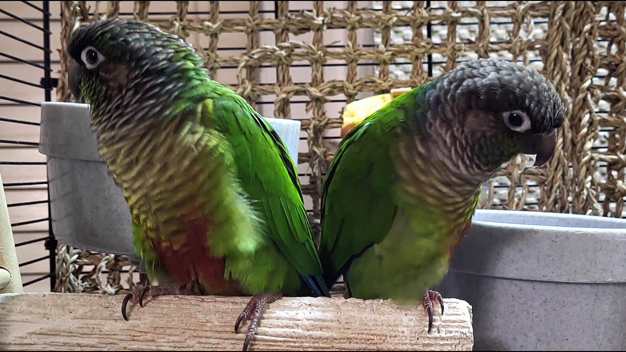 conure happy parakeet sounds - YouTube