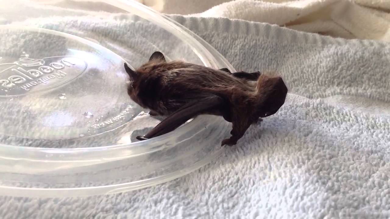 Bat drinking water (3) - YouTube