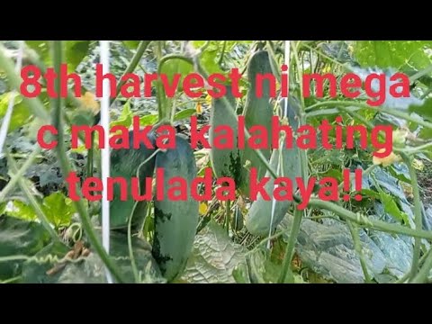 Mega c f1 cucumber, 8th harvest maka kalahating tenulada kaya!! - YouTube