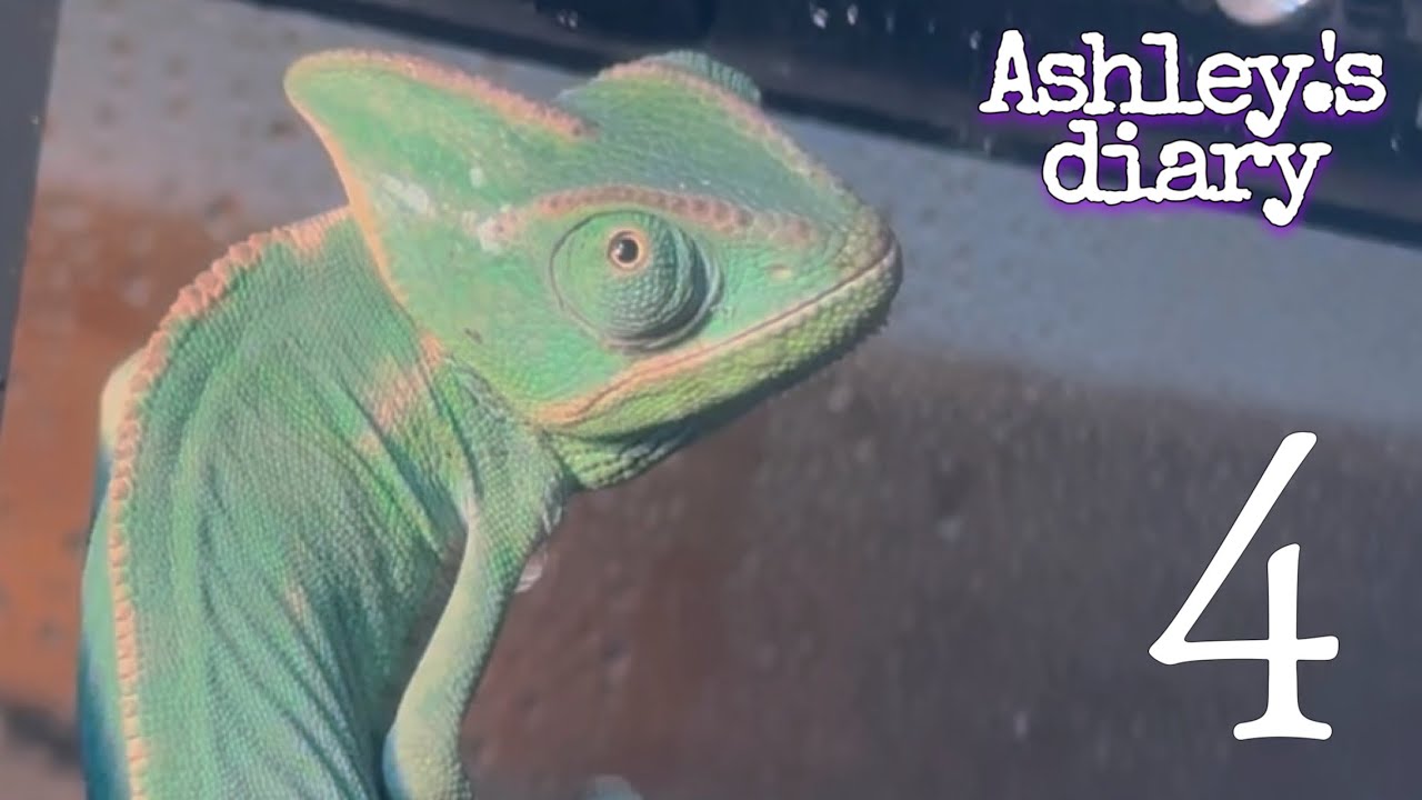 うちの変色竜 幼少期総集編(縦)【Ashley's diary トカゲ】 - YouTube