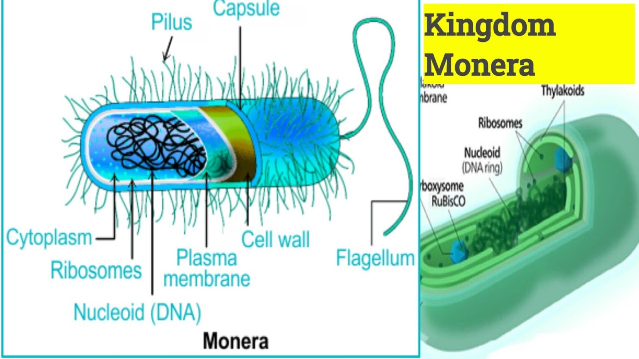 class 11Th chapter 2 classification ।। Kingdom Monera।। one shot - YouTube