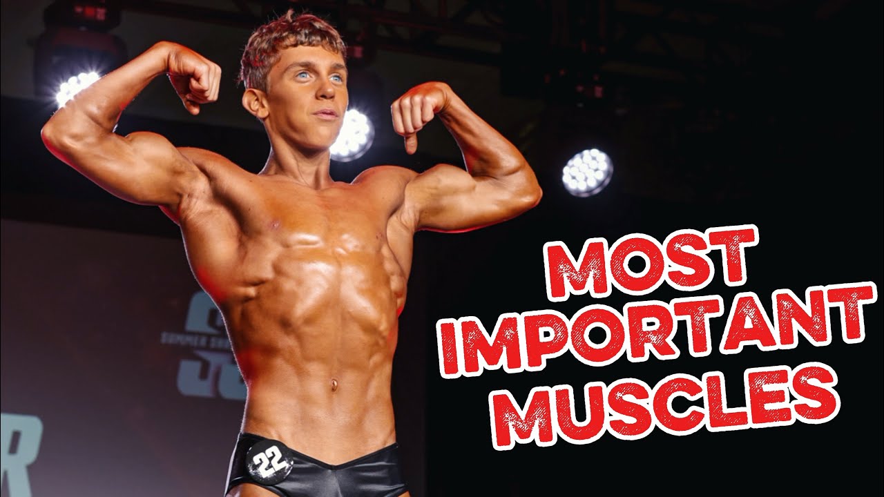 The Most Important Muscles For Bodybuilding - YouTube