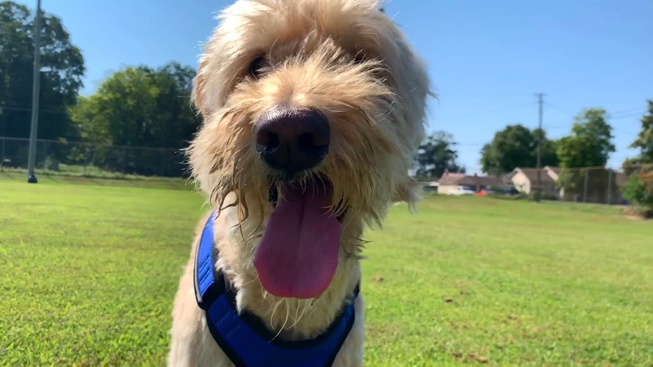 DAY IN THE LIFE OF NICK (GOLDEN DOODLE) - YouTube